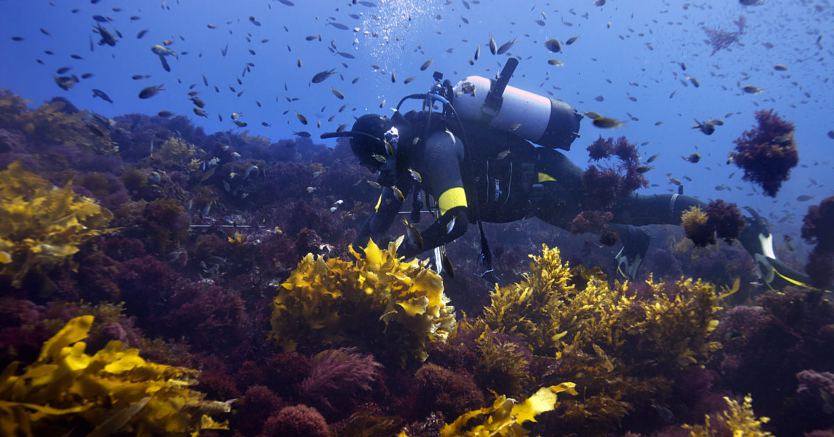 The Kalbarri reef is on the brink of destruction, but one man… | Huck