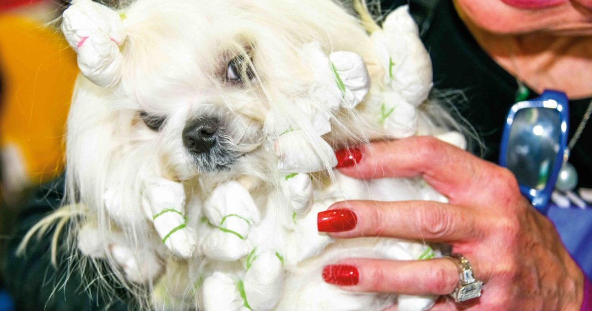 The weird world of purebred dog shows | Huck