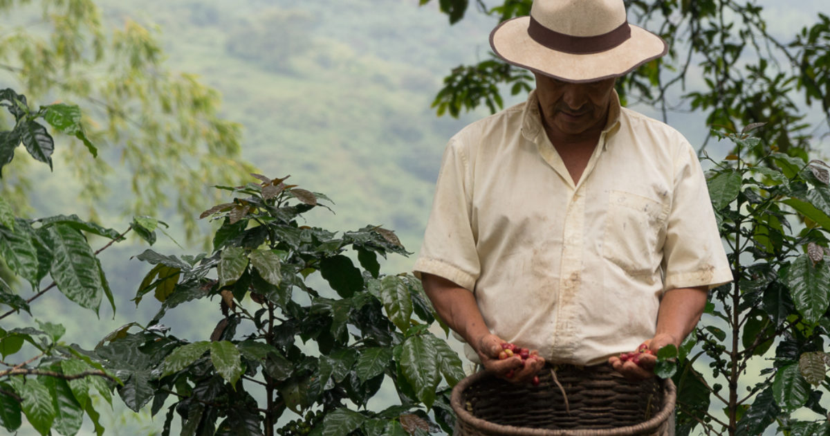 Peace is offering Colombia's coffee trade a chance to grow | Huck