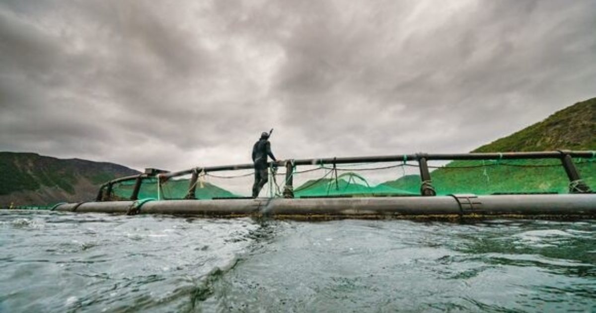 The disturbing truth behind open-net fish farming | Huck