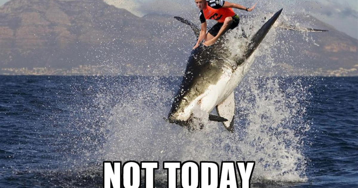The best Mick Fanning shark attack memes to bless the internet | Huck