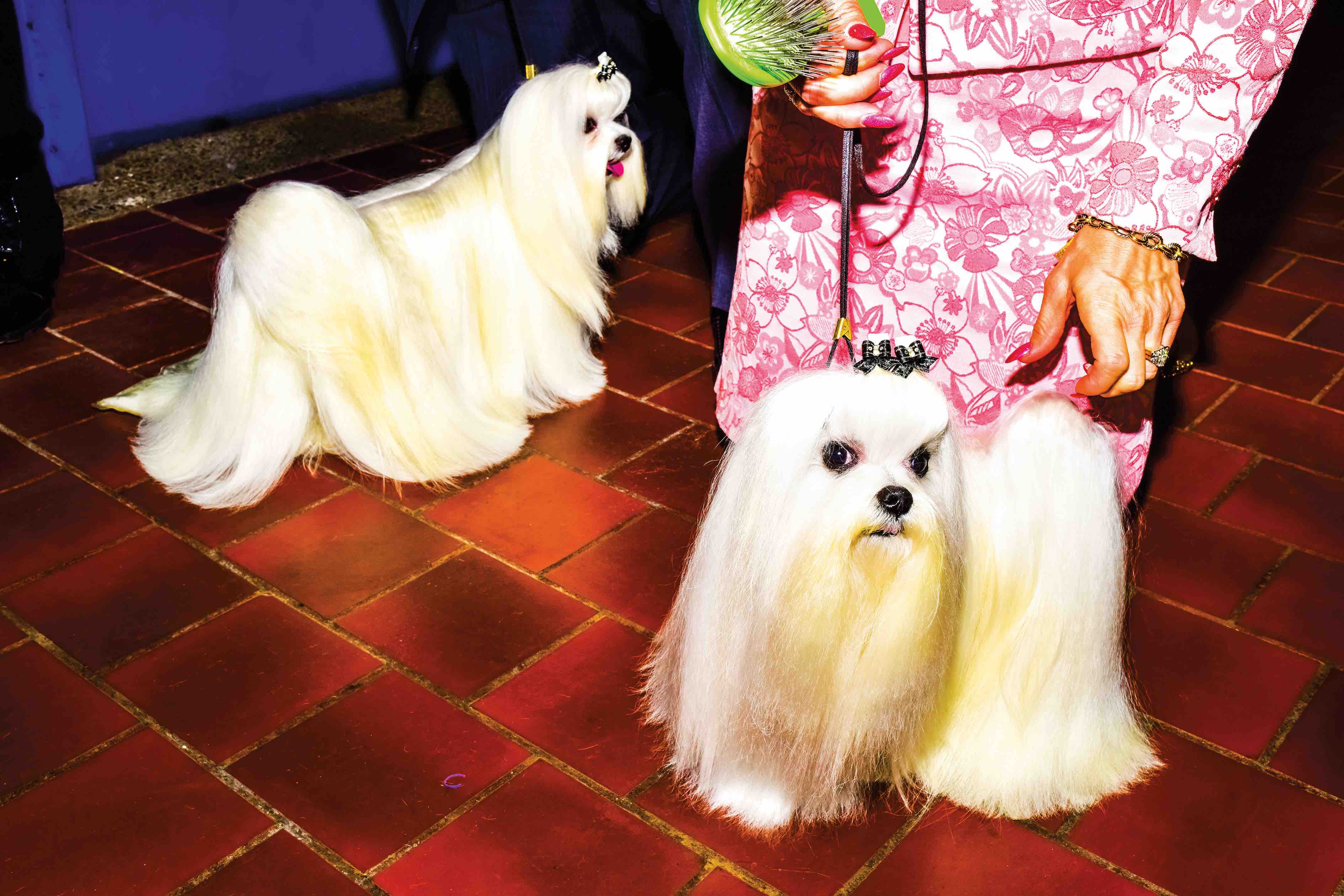 The weird world of purebred dog shows | Huck