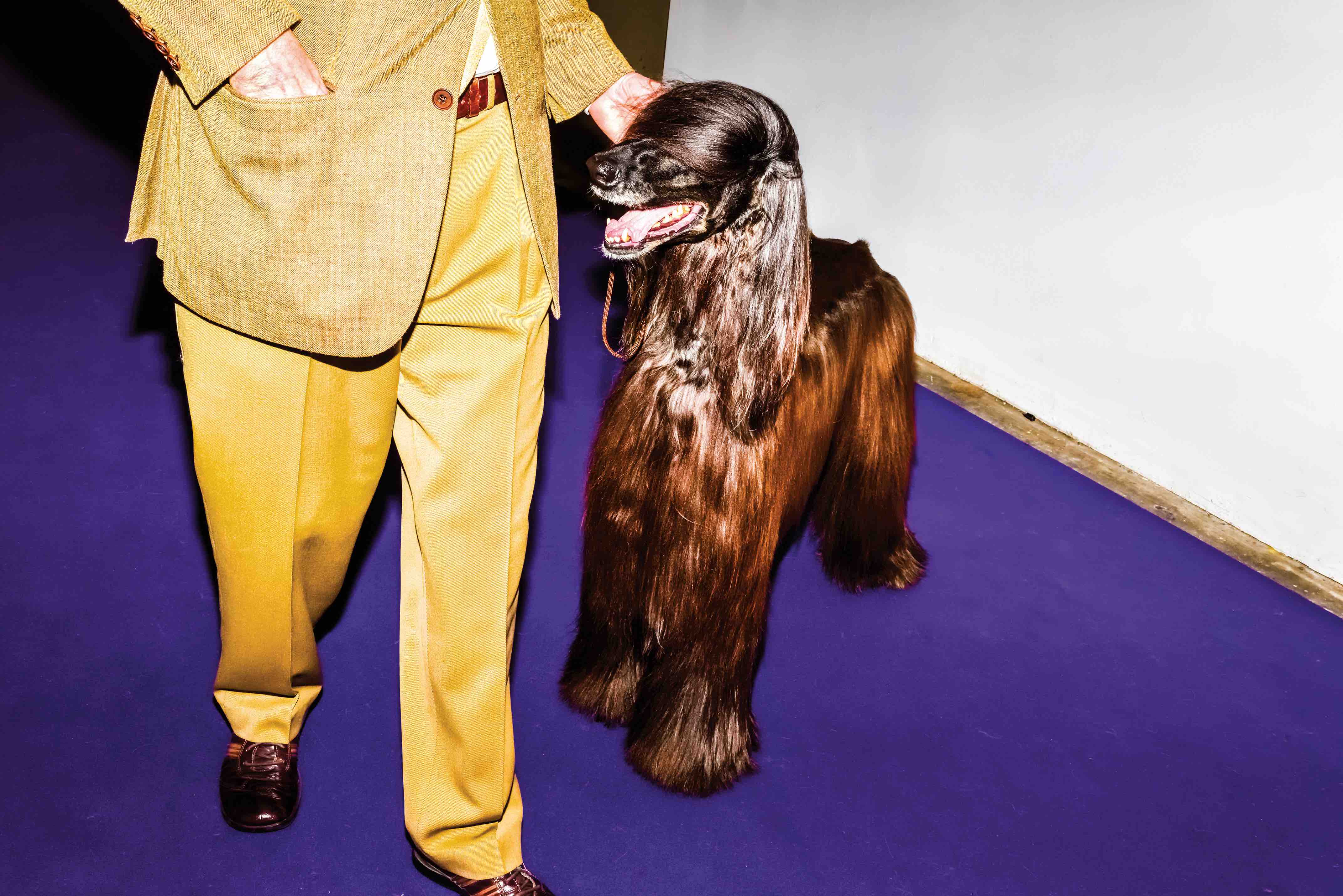 The weird world of purebred dog shows | Huck